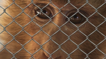 10 Photos of Sad Animals In Zoos - LifeHack